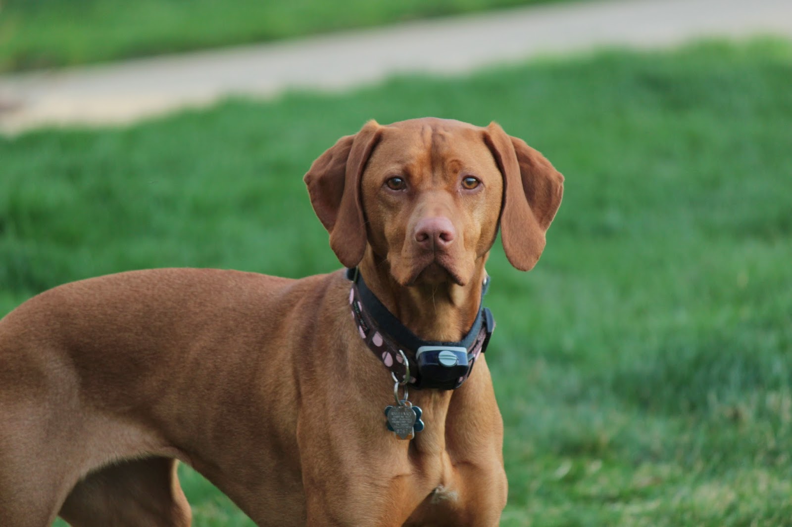 some of my best pics with my new camera - Field Herp Forum